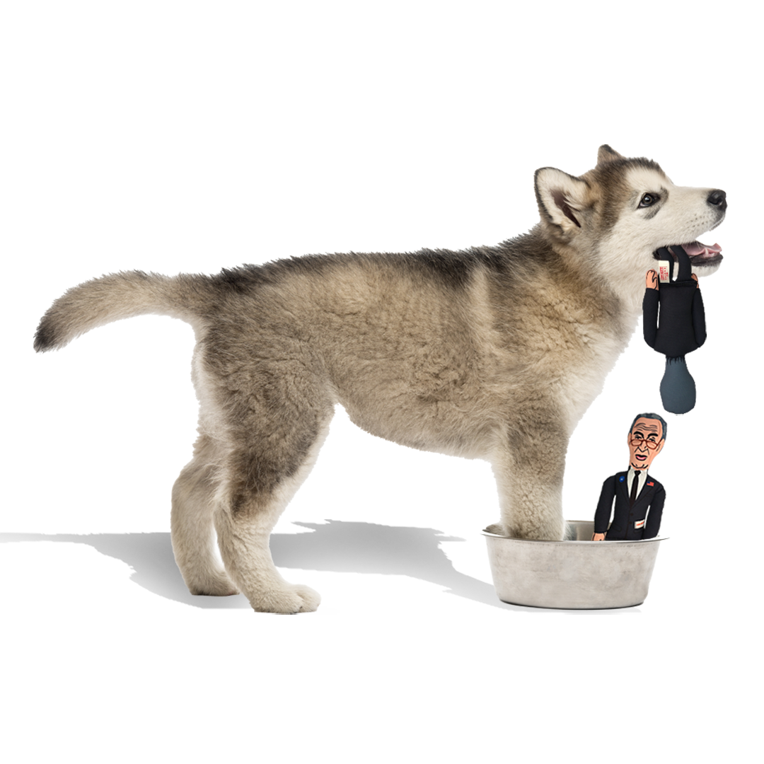 Chuck Schumer Tough Plush Dog Chew Toy with Squeaker - Official Republ ...